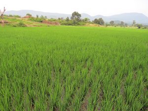 The Rice Harvest at Dayalu Baba's Ashram