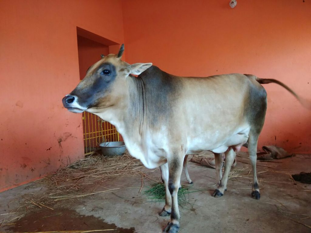 Building a New Goshala for the Ashram Cows