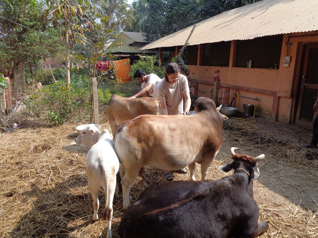 Building a New Goshala for the Ashram Cows