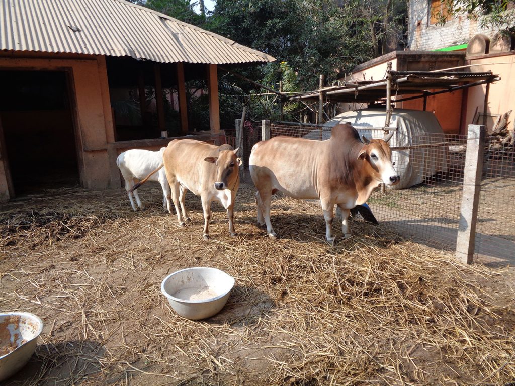 Building a New Goshala for the Ashram Cows
