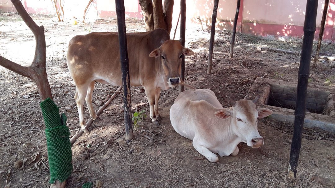 Building a New Goshala for the Ashram Cows