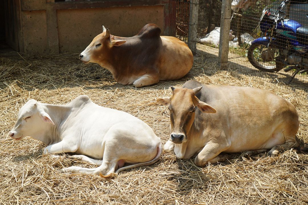 Cow Protection at the Ashram Archives