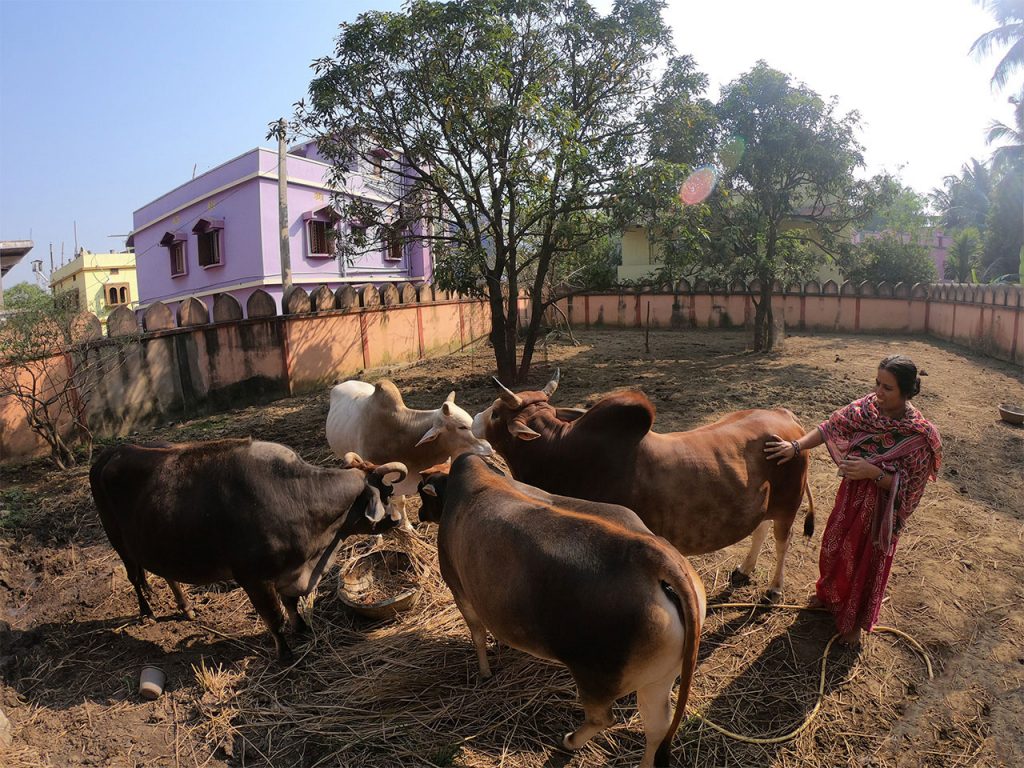 Building a New Goshala for the Ashram Cows