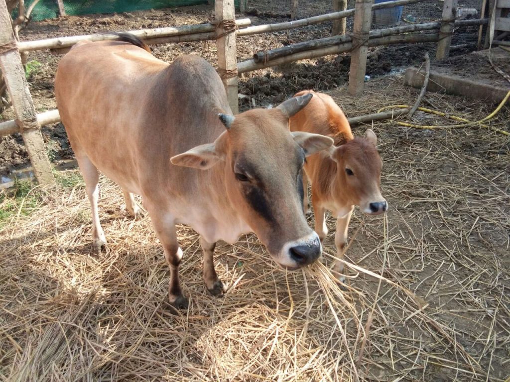 Building a New Goshala for the Ashram Cows