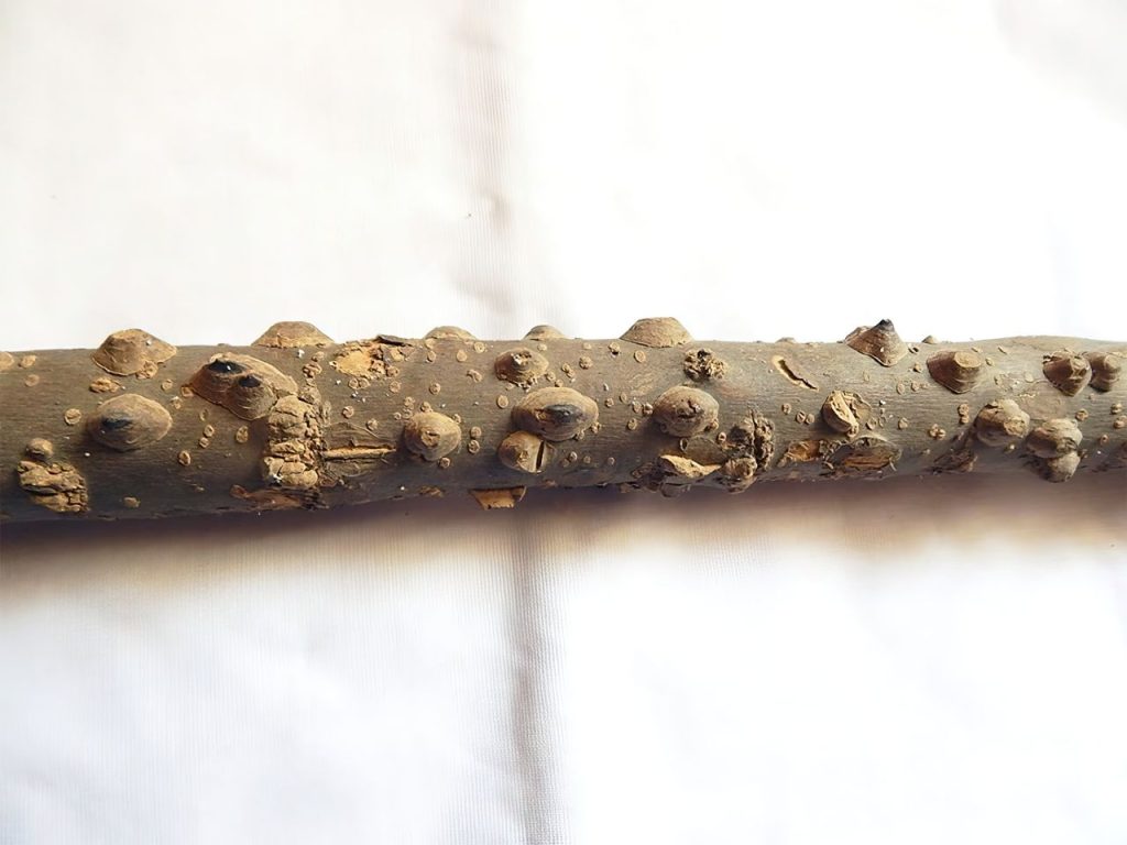 The Ancient Prophecy of Shankaracharya About Joshimath and the Self ...