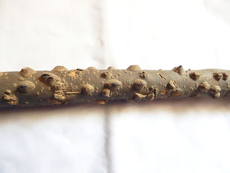 The Ancient Prophecy of Shankaracharya About Joshimath and the Self ...