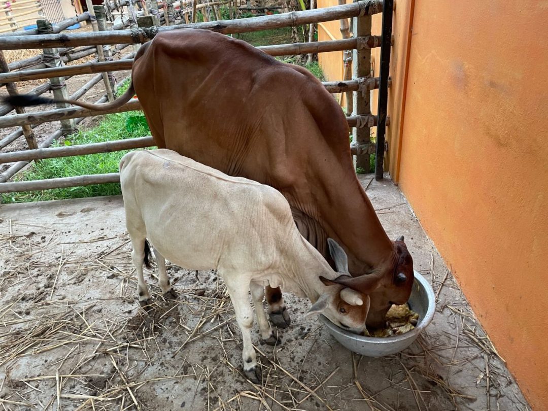 Lord Jagannatha Performs a Miracle for Boney Cow