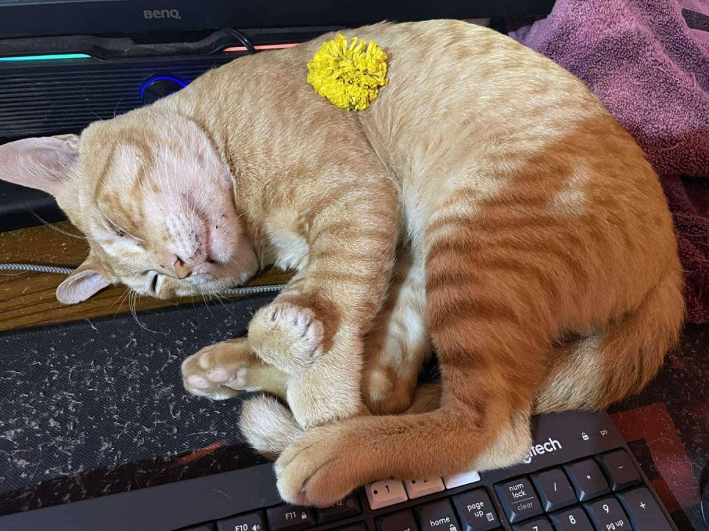 Pandava the Cat and His Miraculous Recovery