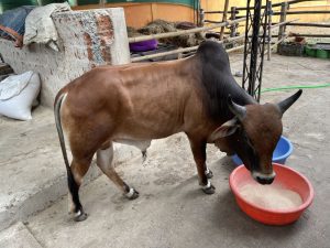 Today Raju the Street Bull Came to Visit His Old Bull Friends in Our ...
