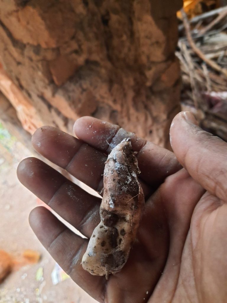 Wild Roots, Forest Foods, and the Diet of Indian Sadhus
